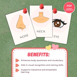 Body Parts Flashcards - 20 Printable Cards for Early Learning - Etsy