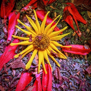 CUSTOM RITUAL SET - Seidr/volva/wyrd/altar - God/rune/element/heathen ...