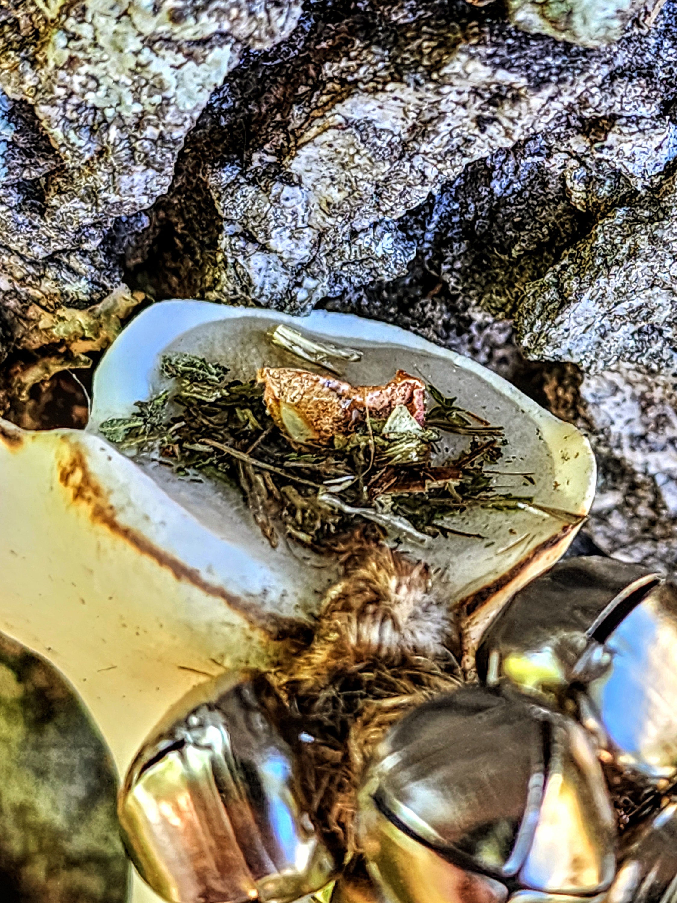 Ansuz Rune Ritual Bone Seidr/vitki/wyrd/volva - Etsy