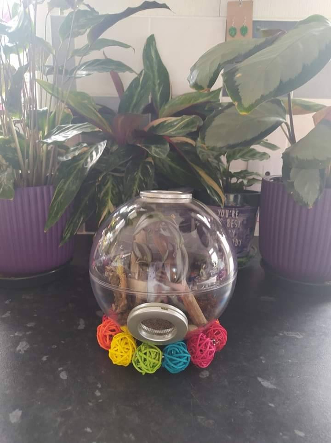 16cm Spherical Ball Enclosure for Jumping Spiders - Etsy