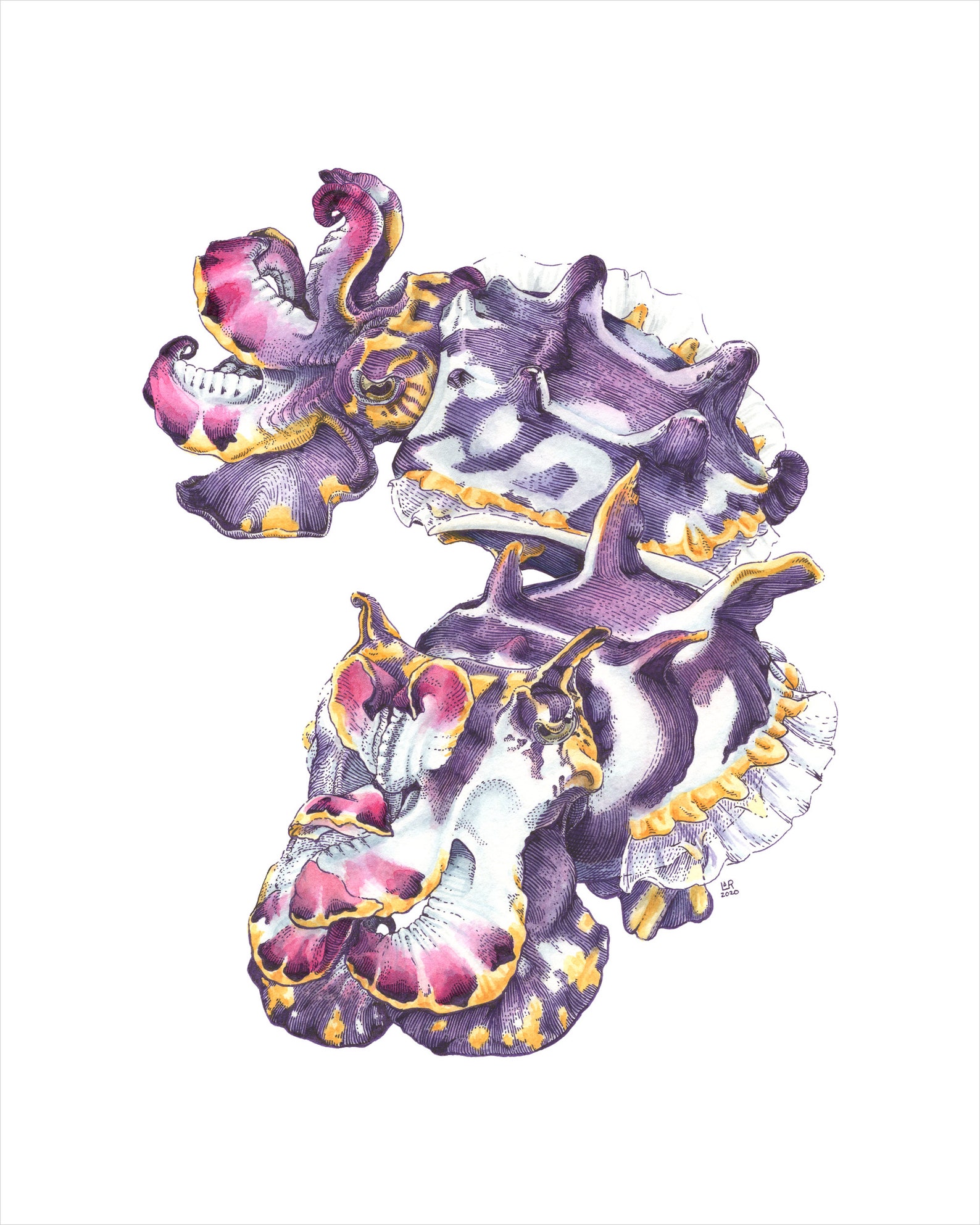 Flamboyant Cuttlefish Print of Original Ink & Watercolor | Etsy