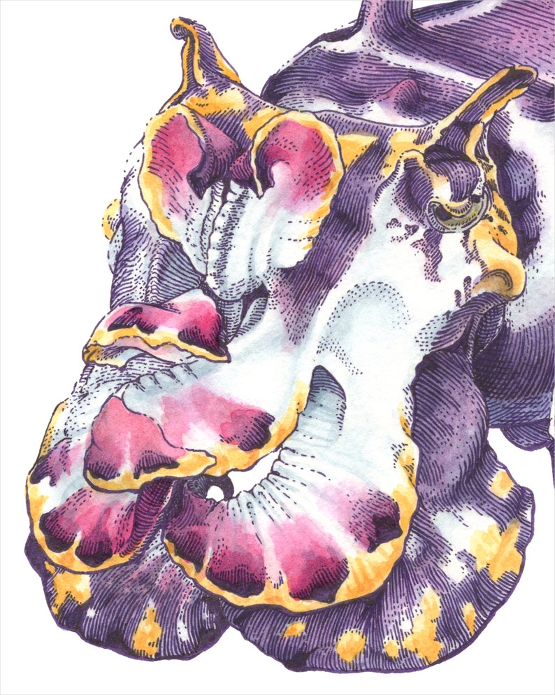 Flamboyant Cuttlefish Print of Original Ink & Watercolor Illustration ...