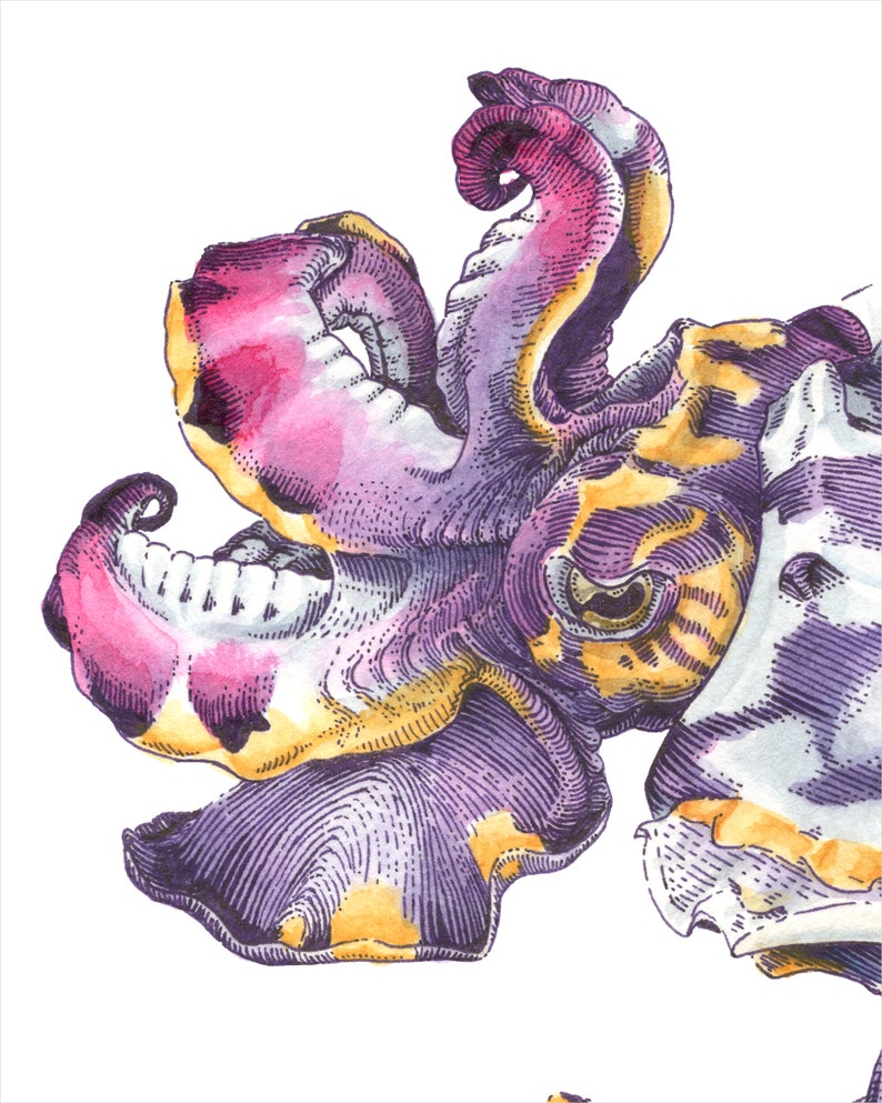 Flamboyant Cuttlefish Print of Original Ink & Watercolor Illustration ...
