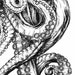 Octopus, Print of Black & White Ink Illustration - Etsy