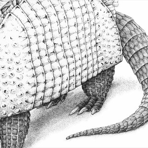 Tacodillo, Armadillo Taco, Print of Original Ink Drawing - Etsy