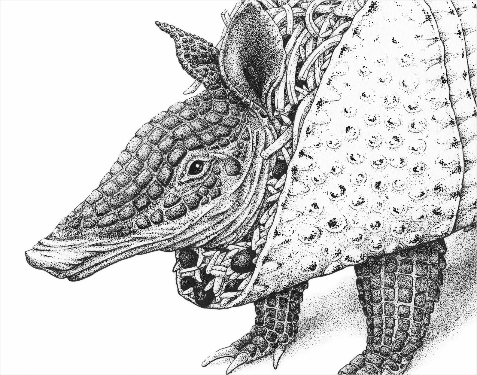 Tacodillo Armadillo Taco Print of Original Ink Drawing - Etsy