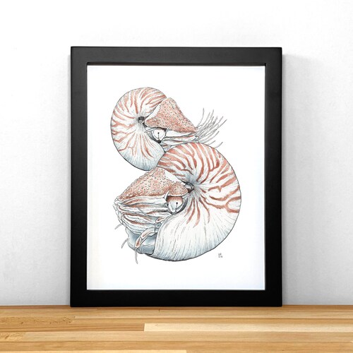 Flamboyant Cuttlefish Print of Original Ink & Watercolor - Etsy