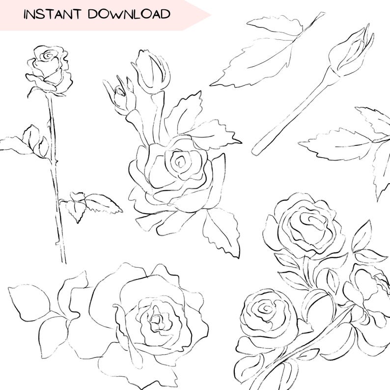 Rose Clipart PNG Bundle, Hand Drawn Floral Line Art, Flower Sketches ...
