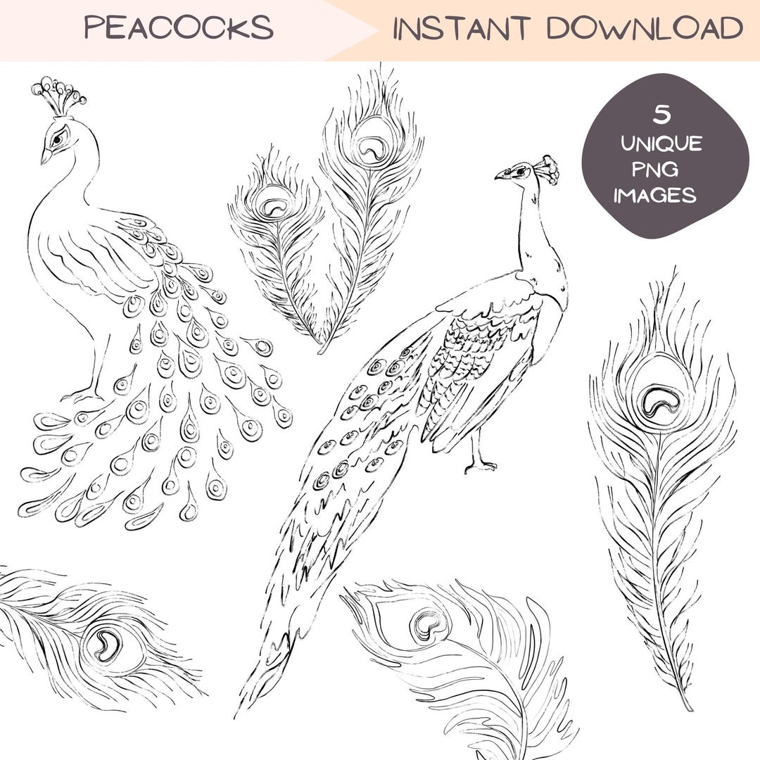 Peacock Line Art Clipart Bundle, Feather Hand-drawn Design, PNG Digital ...