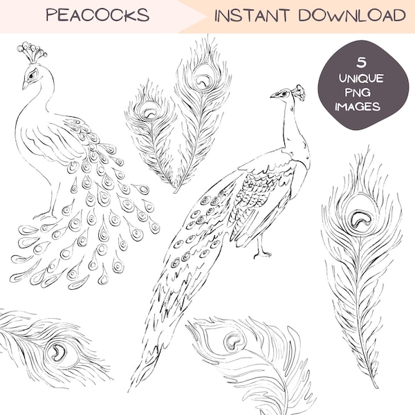 Peacock Clip Art - Etsy