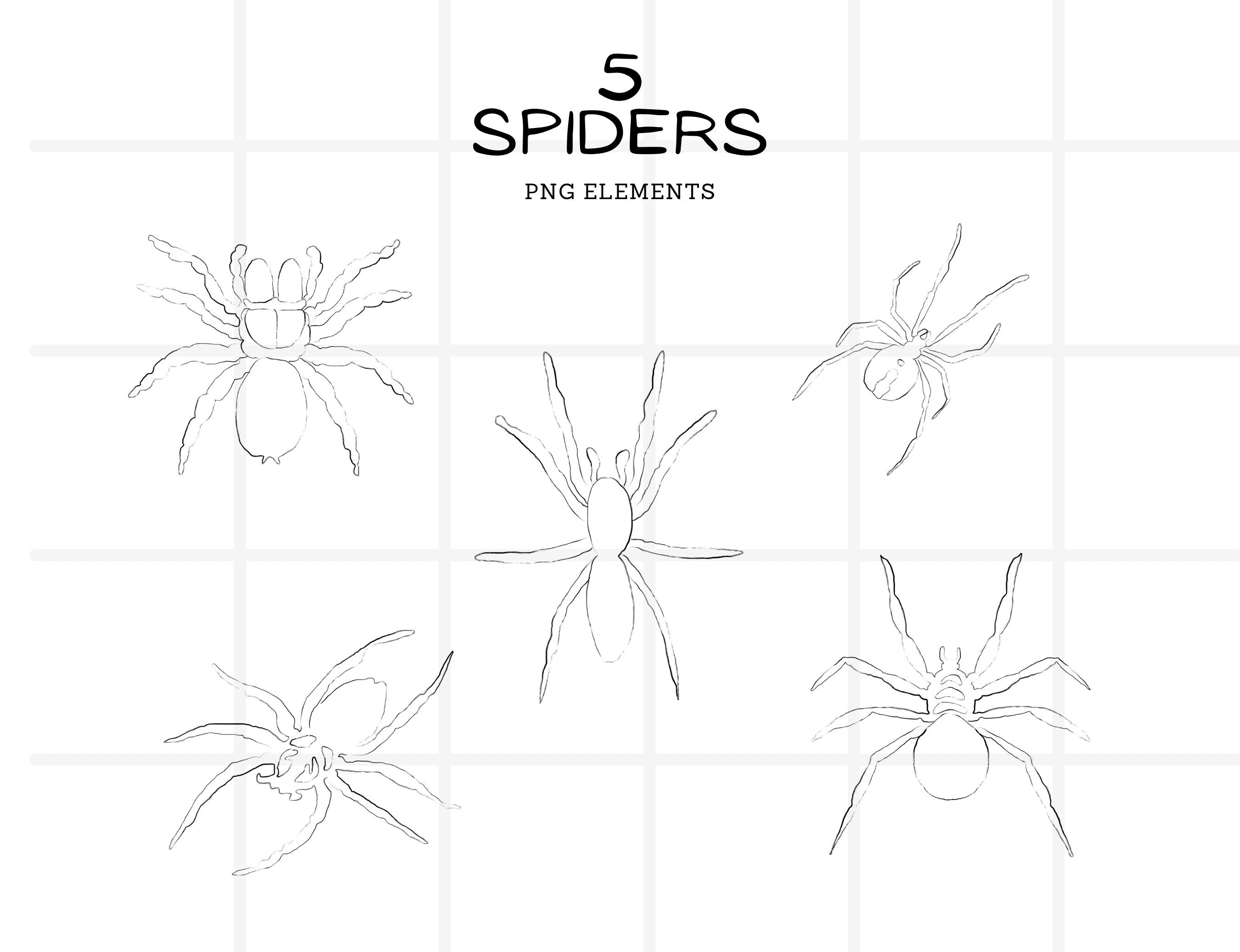 Insect Outline Clipart Bundle, Huge Bug Hand-drawn PNG Images, Spider ...