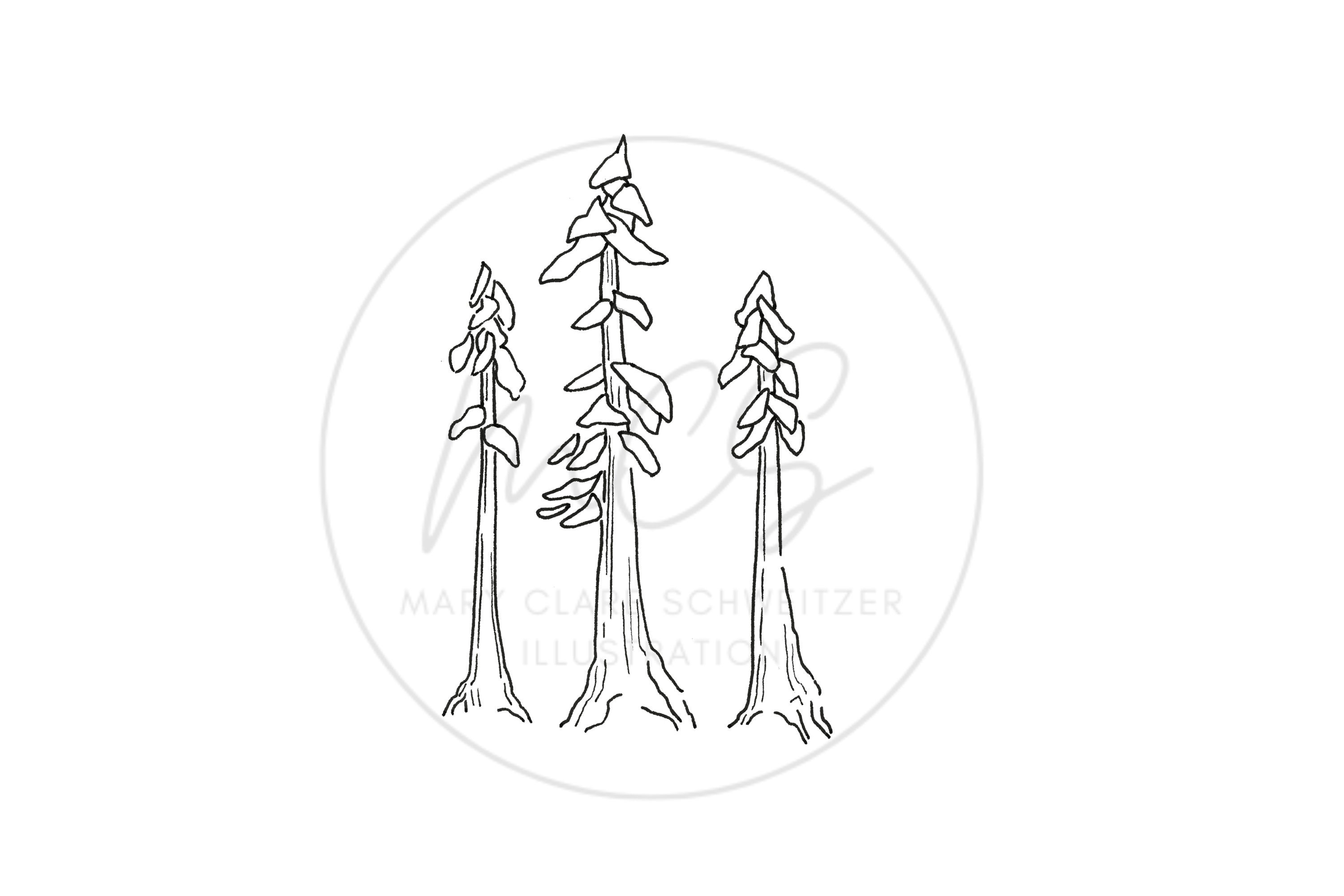 Redwood Tree Clip Art, PNW Ink Line Art, Hand Drawn Botanical ...
