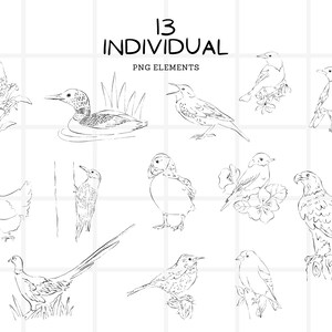 Bird Clip Art Bundle, United States North American Birds Nature Line ...