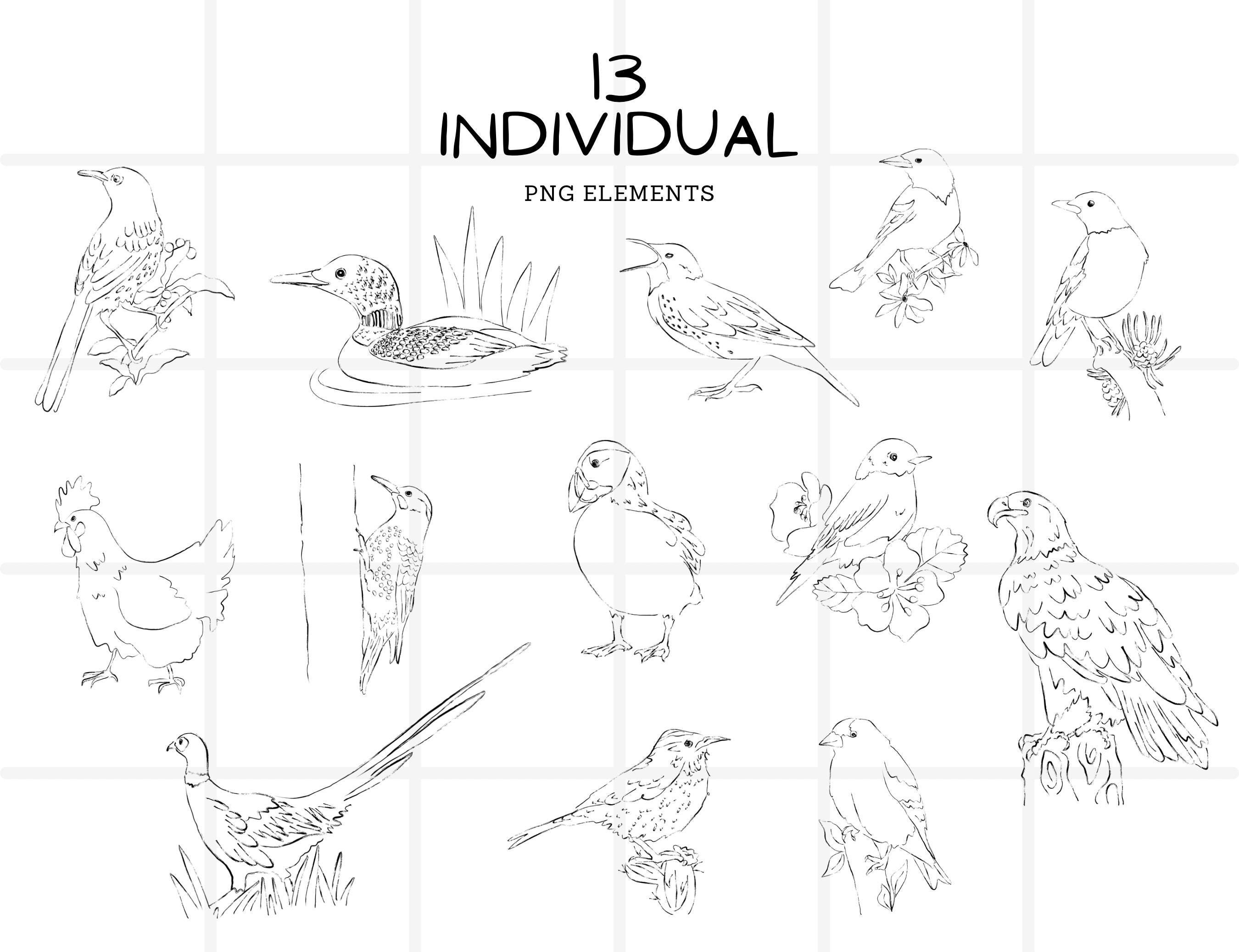 Bird Clip Art Bundle, United States North American Birds Nature Line ...