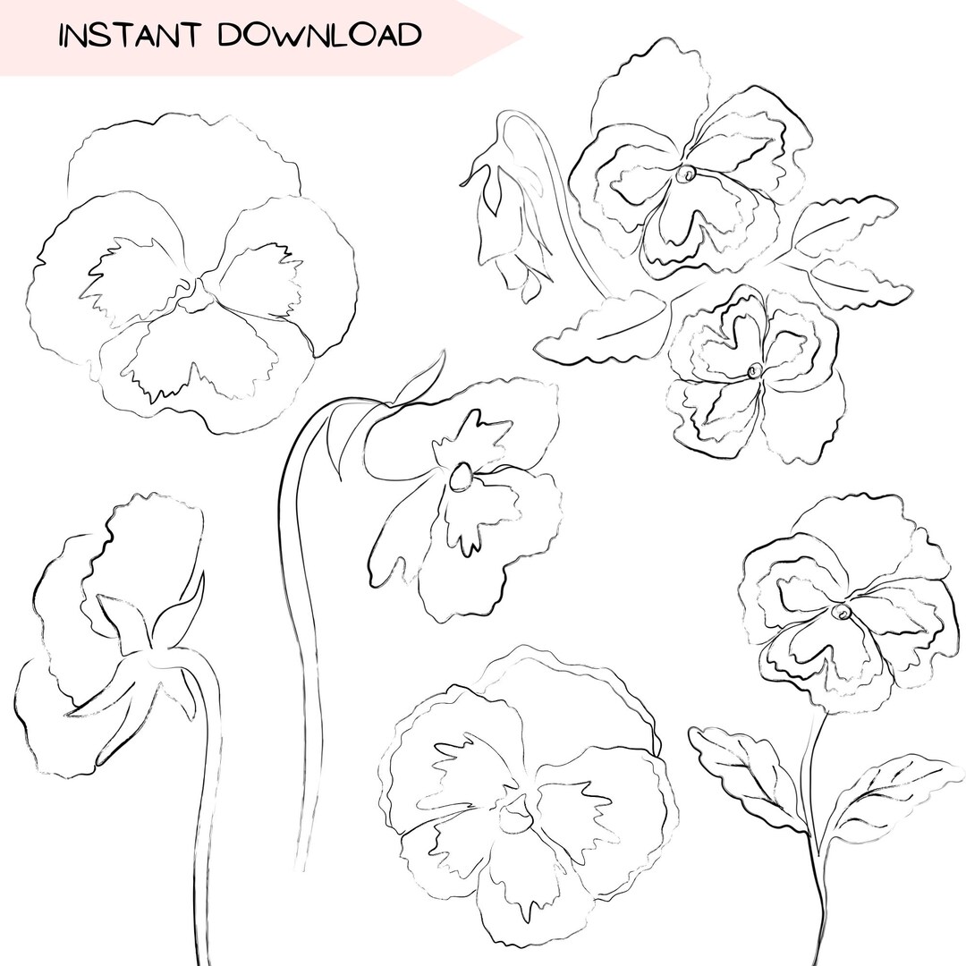 Pansy Clipart Bundle, Hand Drawn PNG Pack Floral Line Art, Pansies ...