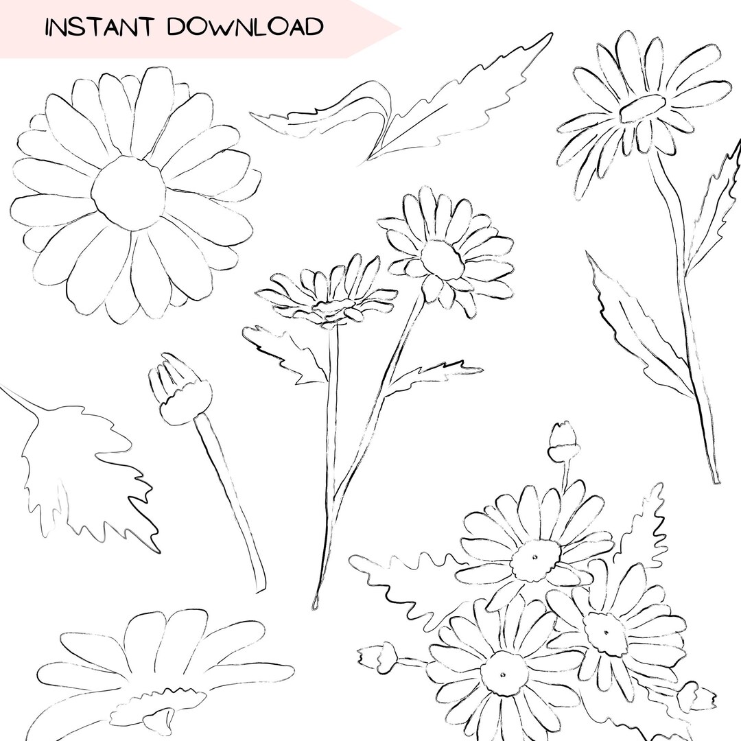 Daisy PNG Clipart Bundle, Hand Drawn Floral Illustration, Wildflower ...