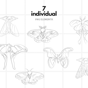 Moth Clipart Bundle, Hand-drawn Insect Sketch PNG Graphic, Nature ...