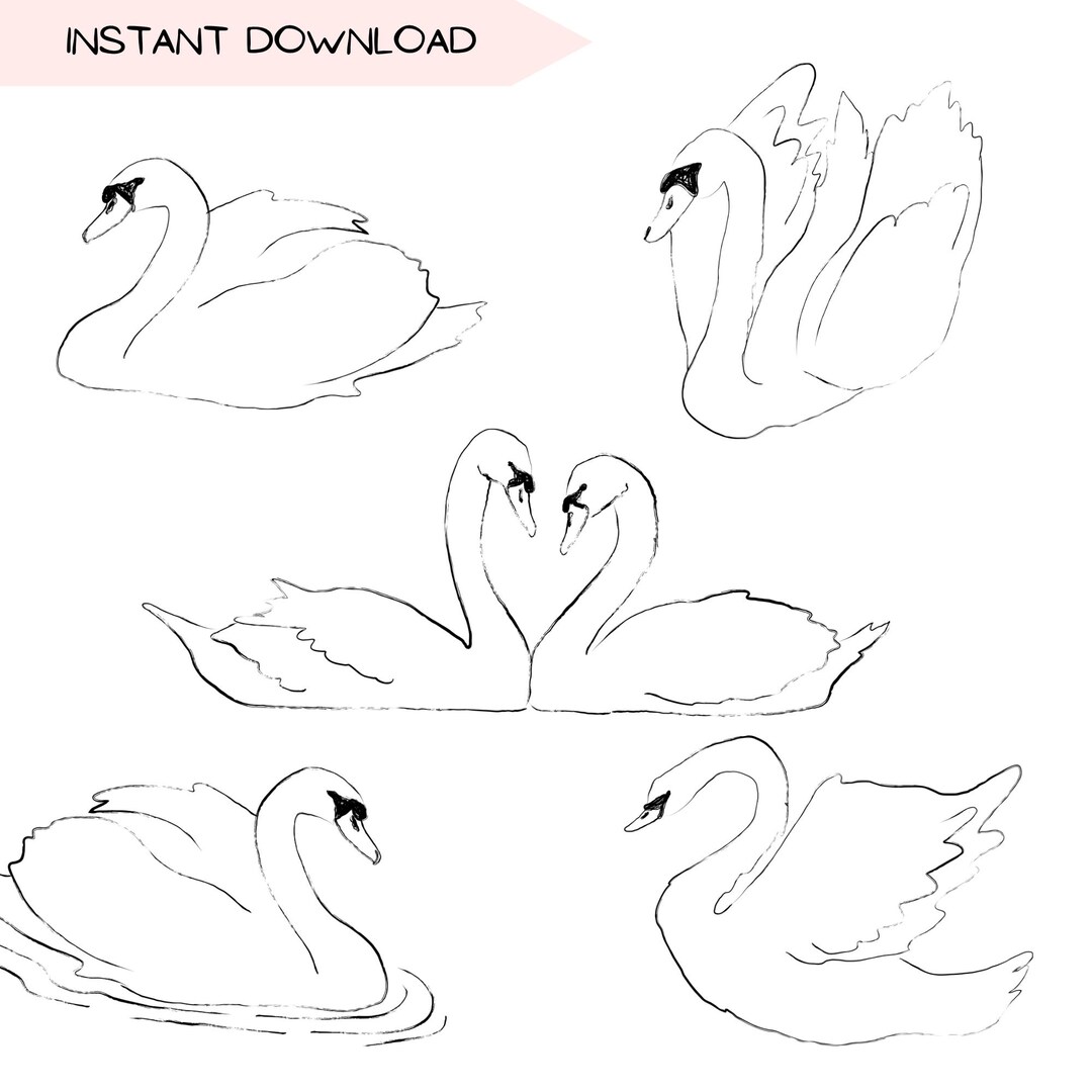 Elegant Swan Clip Art Bundle, Hand-drawn Transparent Line Art PNG ...