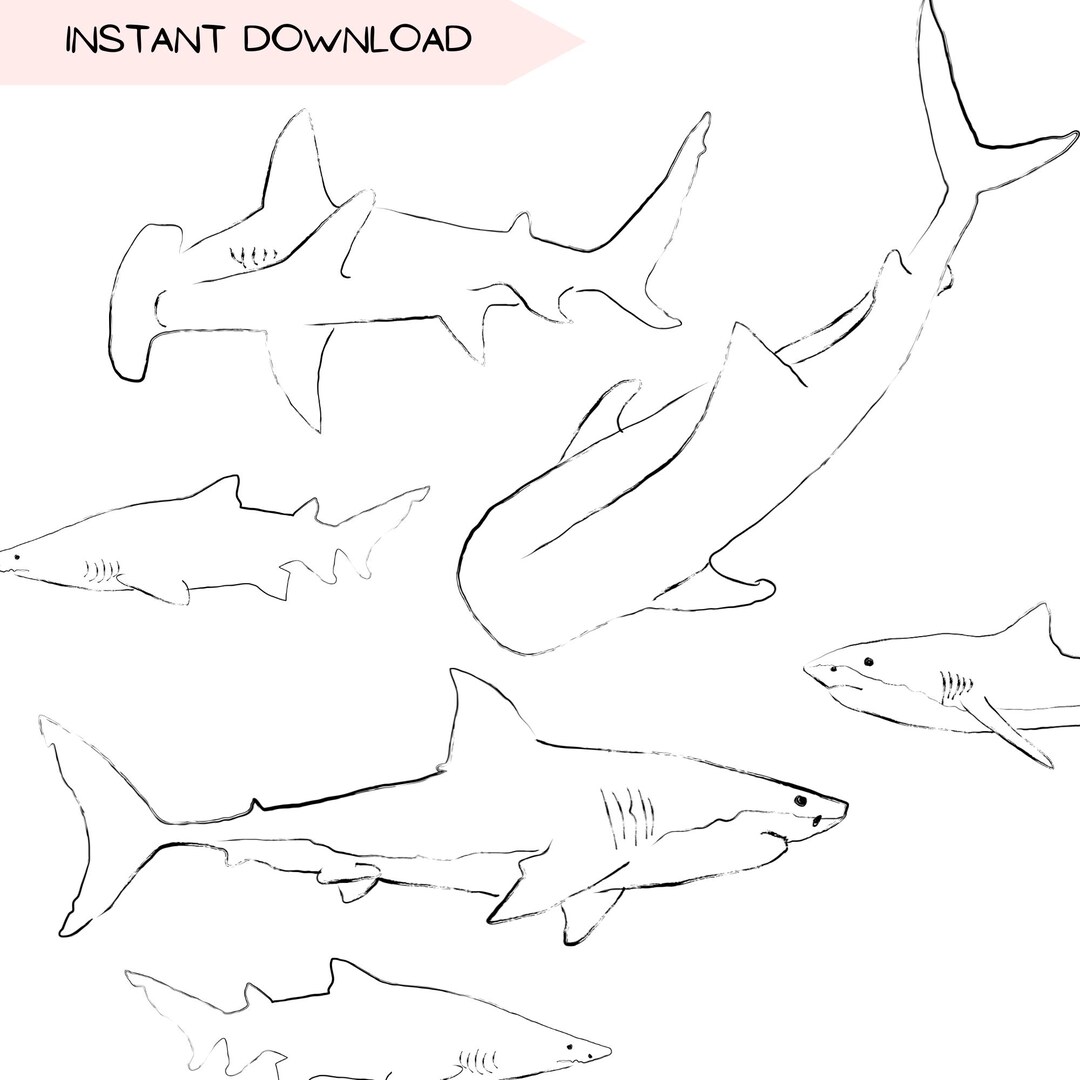 Shark PNG Clip Art Bundle, Hand-drawn Line Art PNG Designs, Marine Life ...