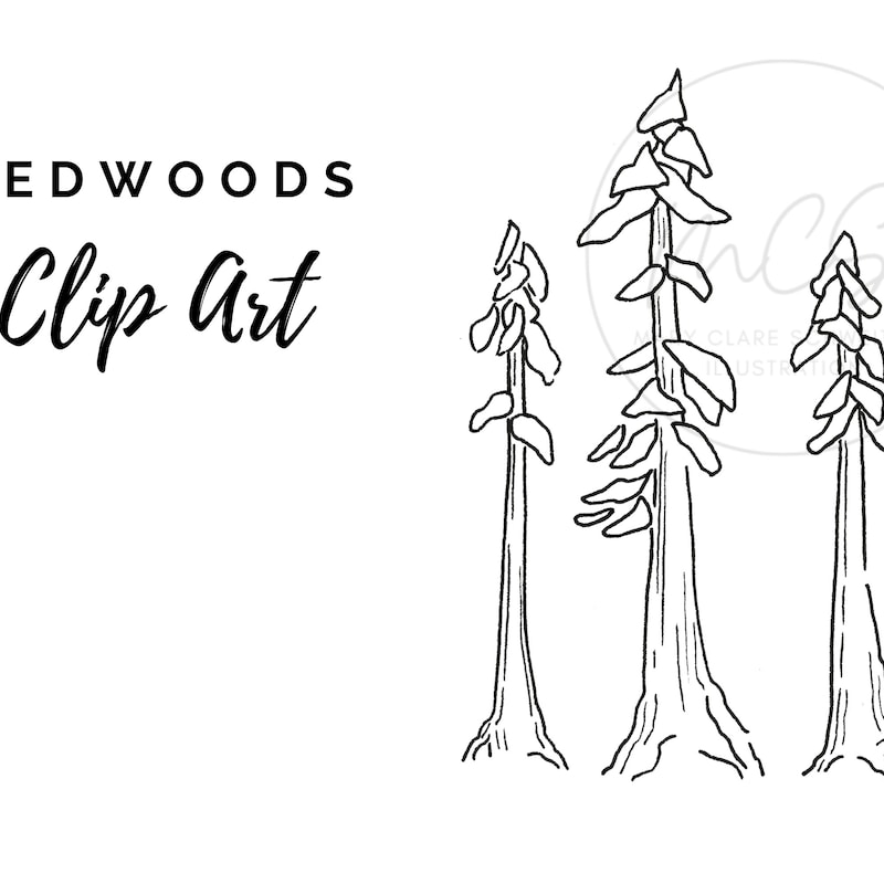 Redwood Tree Line Art - Etsy
