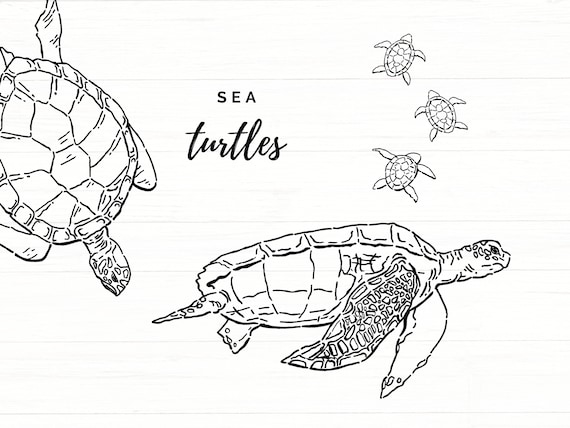 Sea Turtle Clipart Black And White