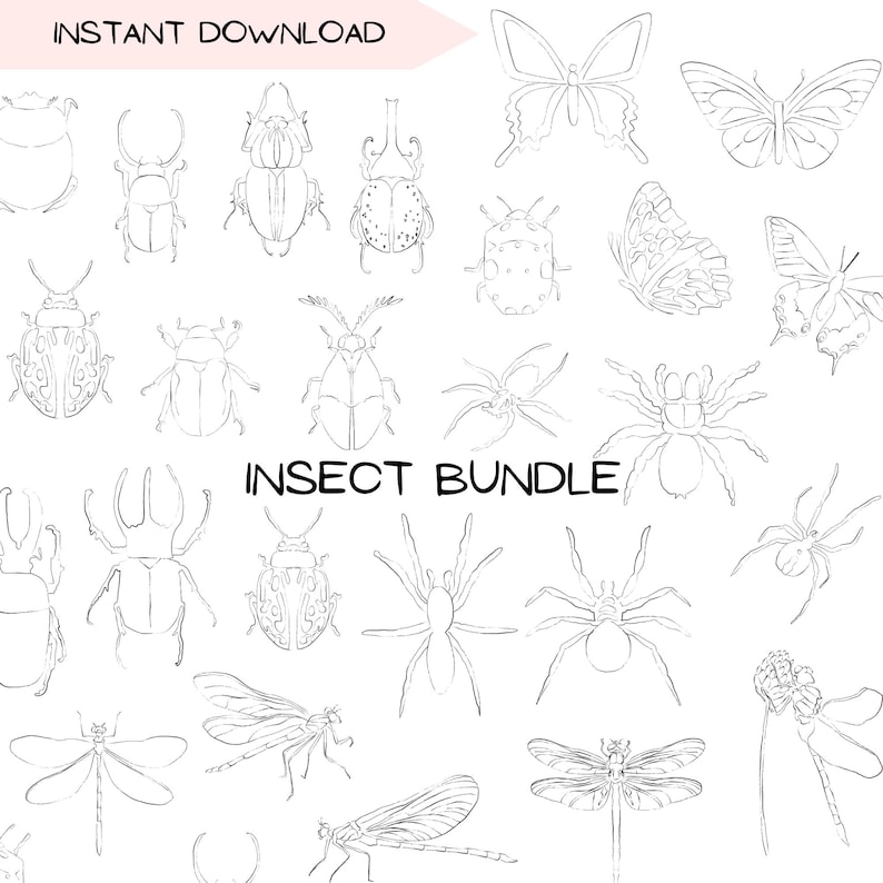 Insect Bundle Clip Art, Bug Outline Hand Drawn Transparent PNG Bundle ...