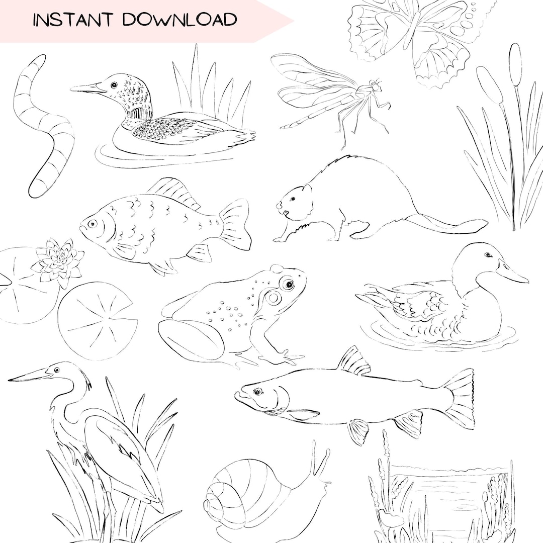 Pond Life Clip Art, Hand-drawn Marsh Animals, Printable Pond Creatures ...