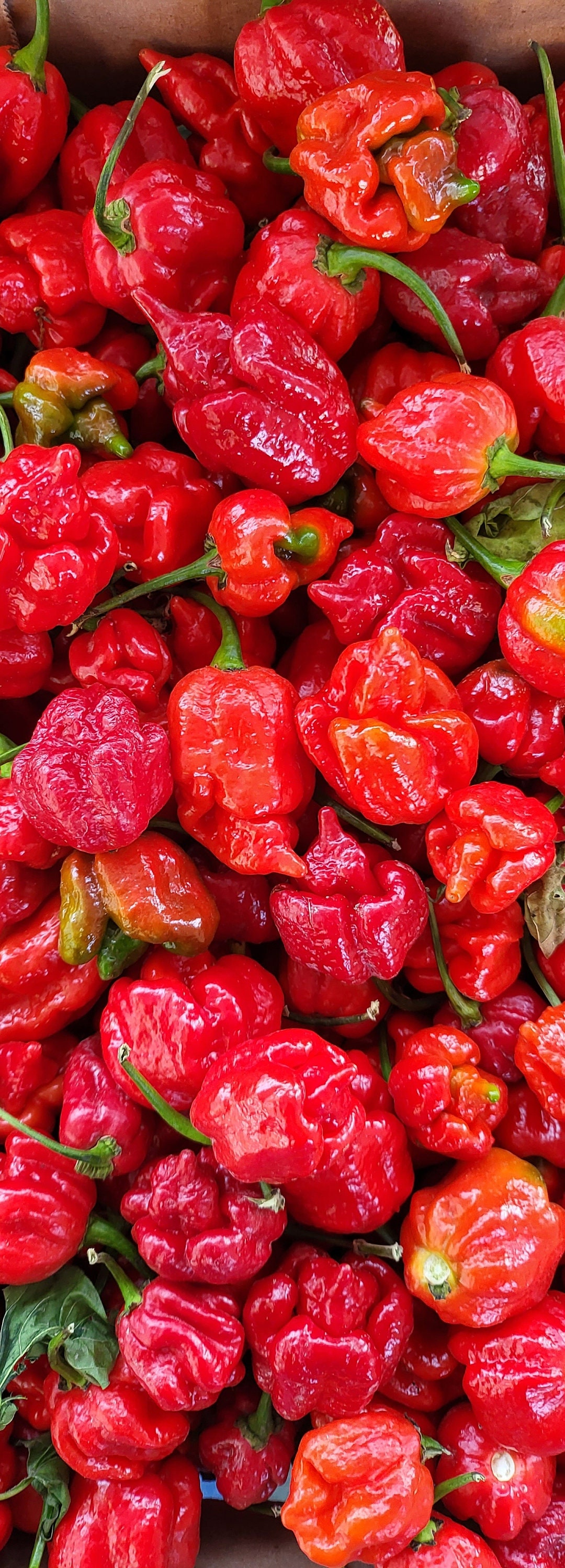 Scorpion Pepper, Ghost Pepper, Reaper Pepper Hot Sauce, Triple XXX 3 ...