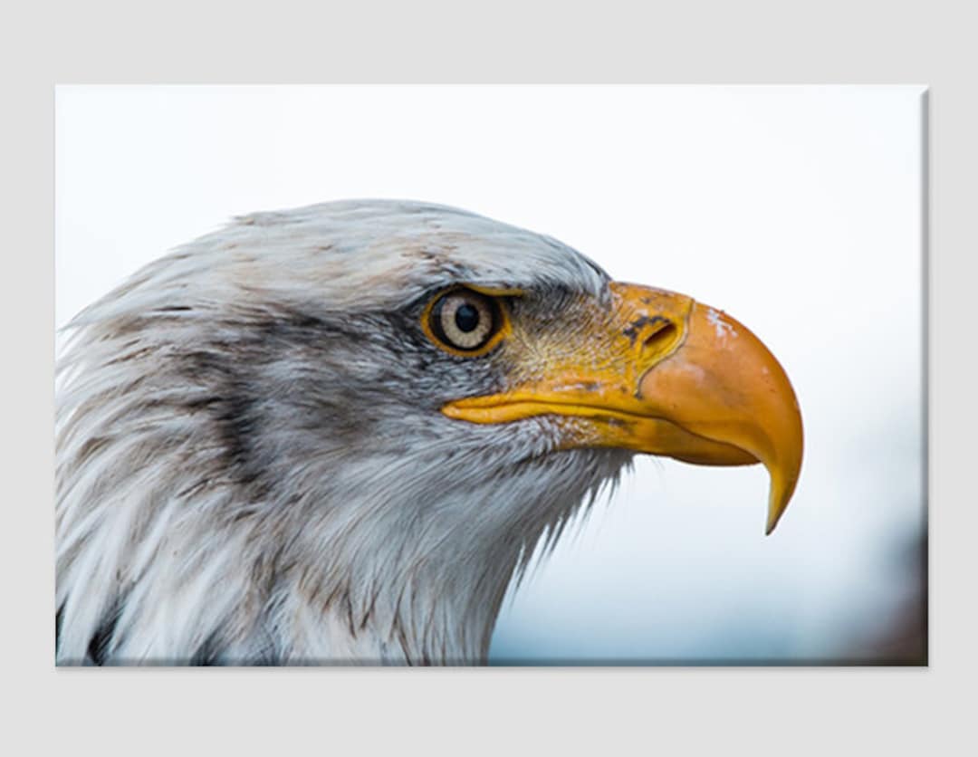American Bald Eagle Canvas Art, Eagle Print, Eagle Poster, Wild Birds ...