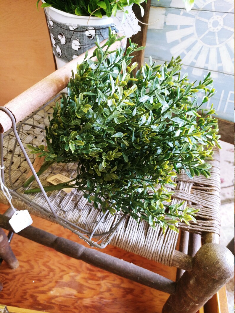 Boxwood Stem Boxwood Greenery Floral Stems Farmhouse | Etsy