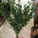 Boxwood Stem, Boxwood Greenery, Floral Stems, Farmhouse Greenery ...
