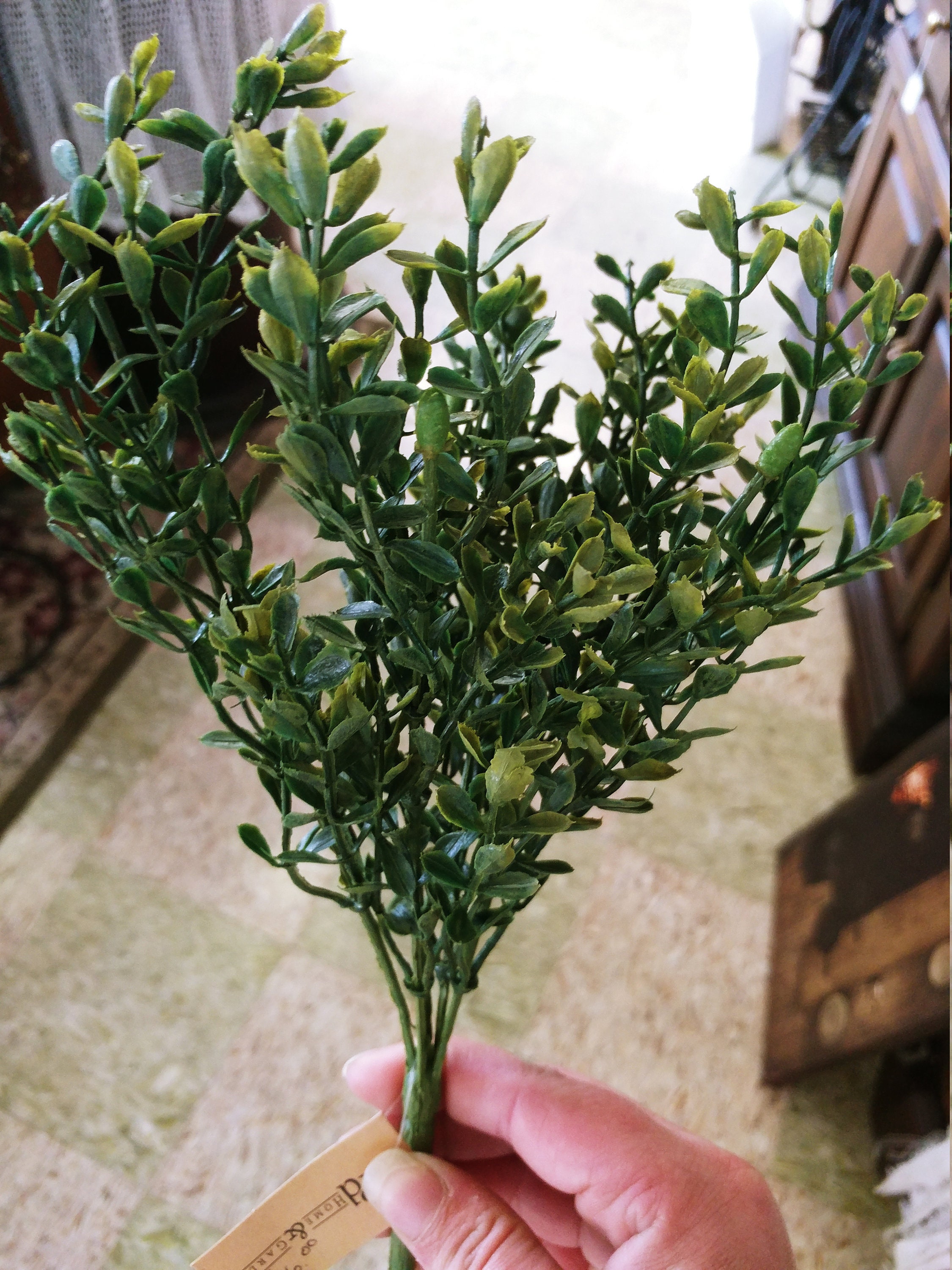 Boxwood Stem Boxwood Greenery Floral Stems Farmhouse - Etsy