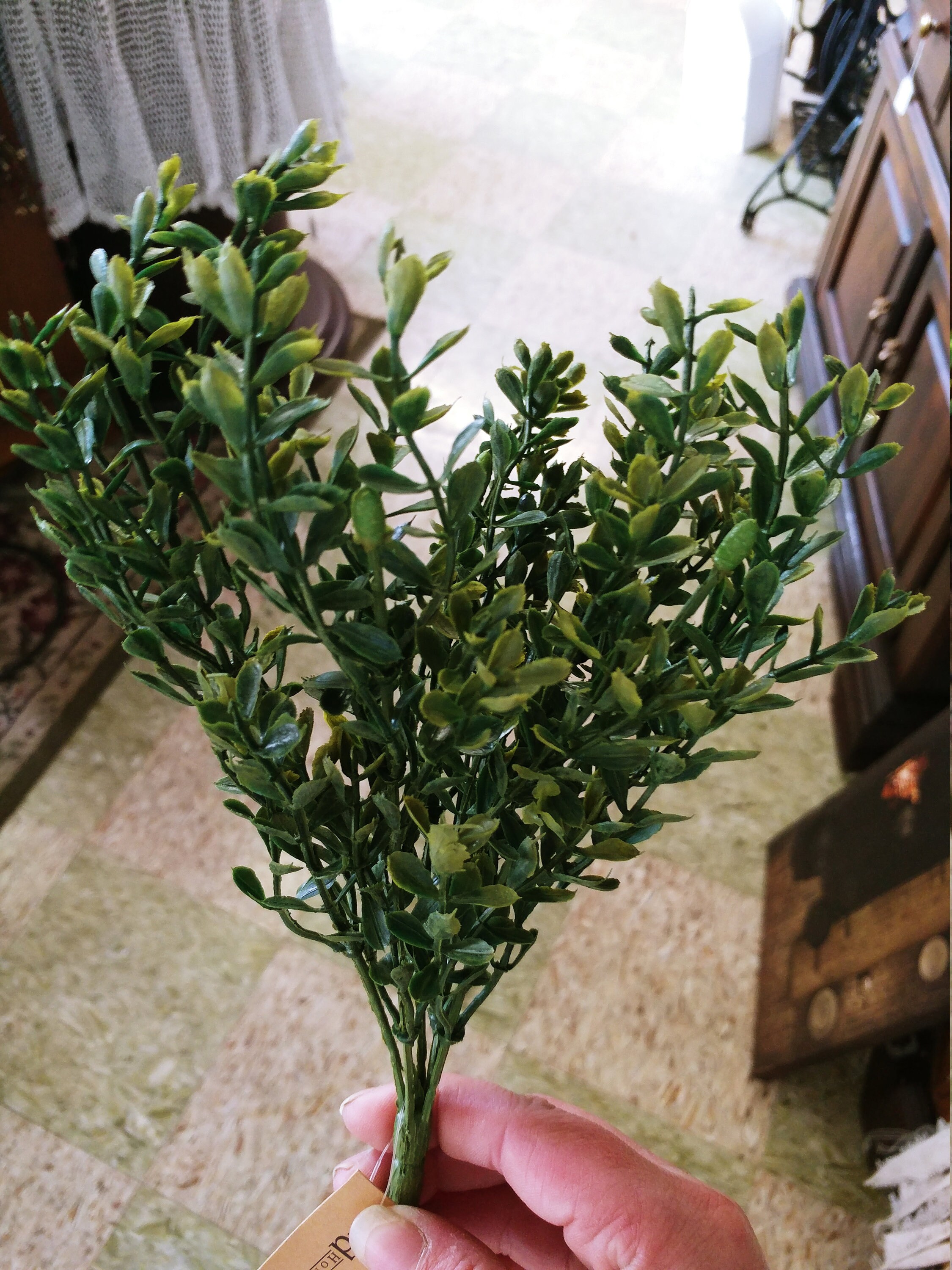 Boxwood Stem Boxwood Greenery Floral Stems Farmhouse - Etsy