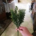 Boxwood Stem, Boxwood Greenery, Floral Stems, Farmhouse Greenery ...