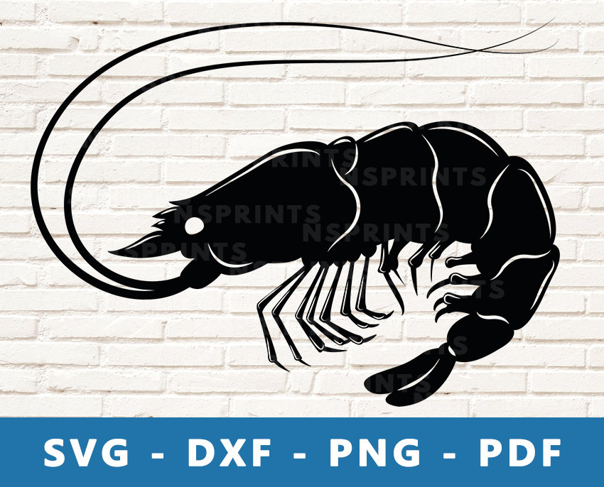 Shrimp Vector Png