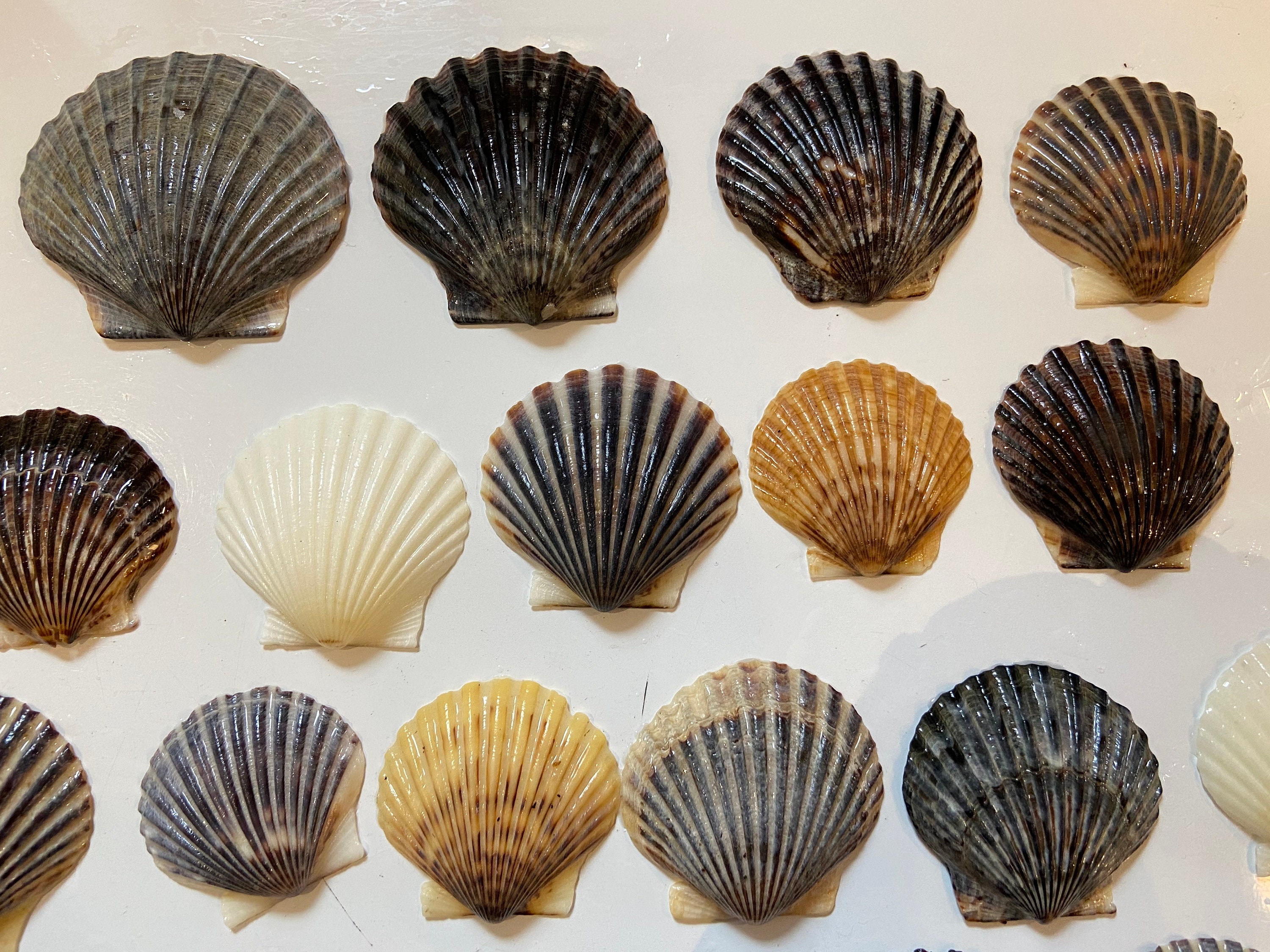 Bay Scallop Shells From Cape Cod, Beach Crafts,shell Art,fairy Gardens ...