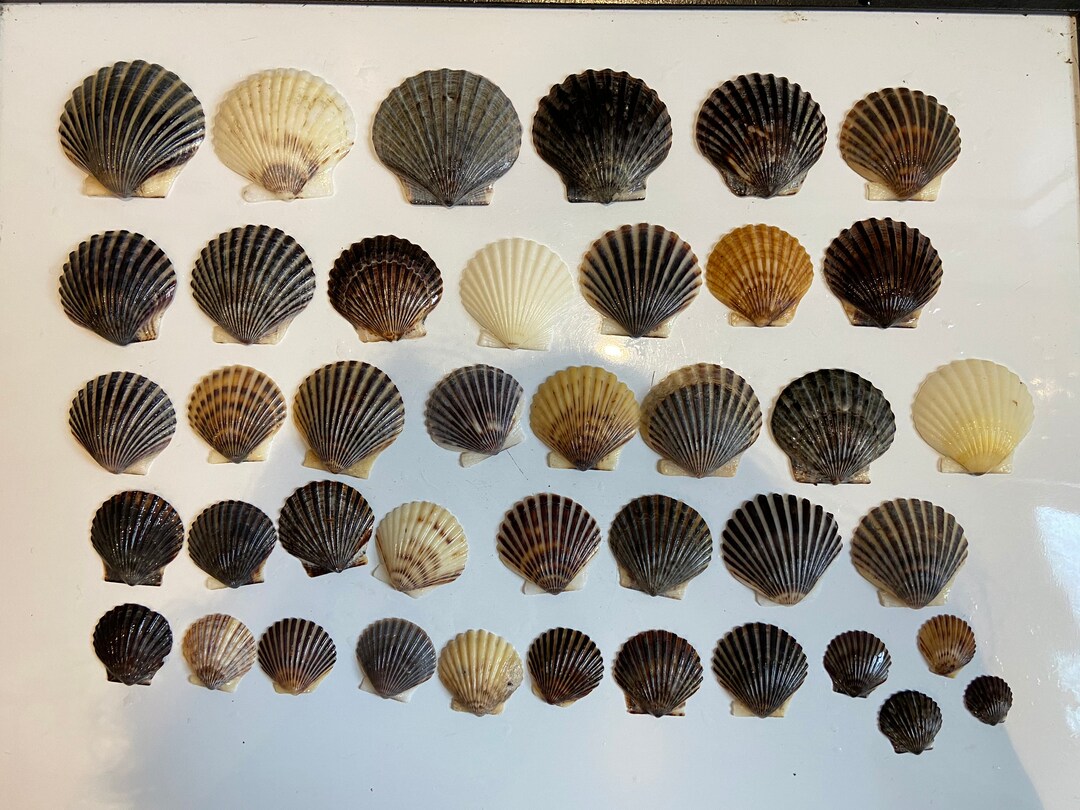 Bay Scallop Shells From Cape Cod, Beach Crafts,shell Art,fairy Gardens ...