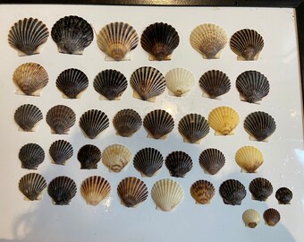 Bay Scallop Shell | Etsy