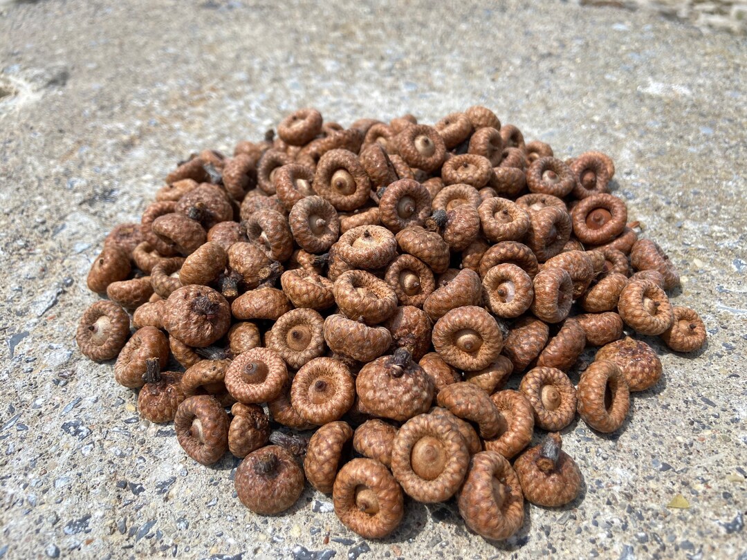 600+ (1 LB) Small Tiny Natural Acorn Buds, Real Miniature Acorns for ...