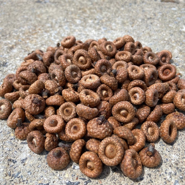 Miniature Acorns - Etsy