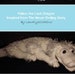 Crochet Pattern for Falkor the Luck Dragon - Etsy