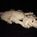 Crochet Pattern for Falkor the Luck Dragon - Etsy