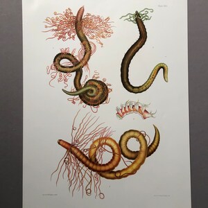 Polychaetes. Sea Worms. From A Monograph of British Marine Annelids ...