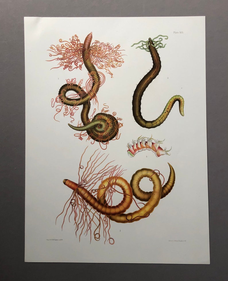 Polychaetes. Sea Worms. From A Monograph of British Marine Annelids ...