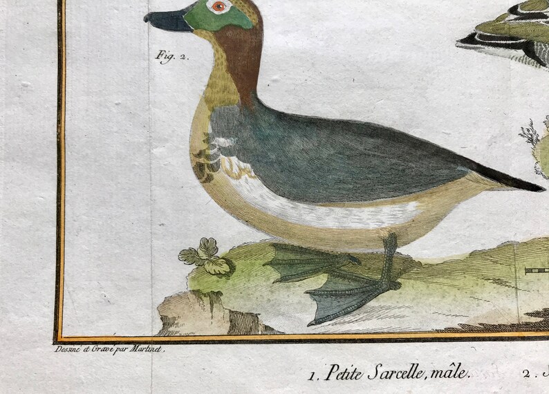 Petit Sarcelle, Male. Sarcelle De Ferroe. Engravings of Sarcelle Ducks ...