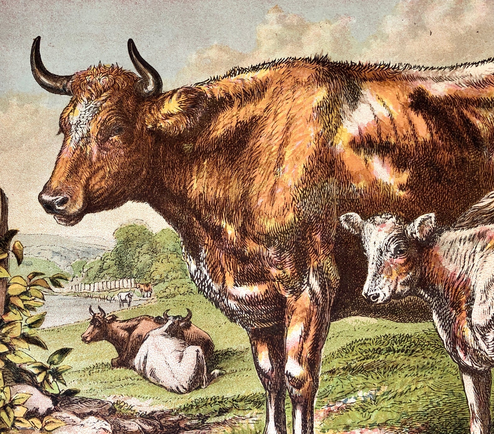 The Cow (la Vache). A Large Chromolithograph Print From Les Animaux ...