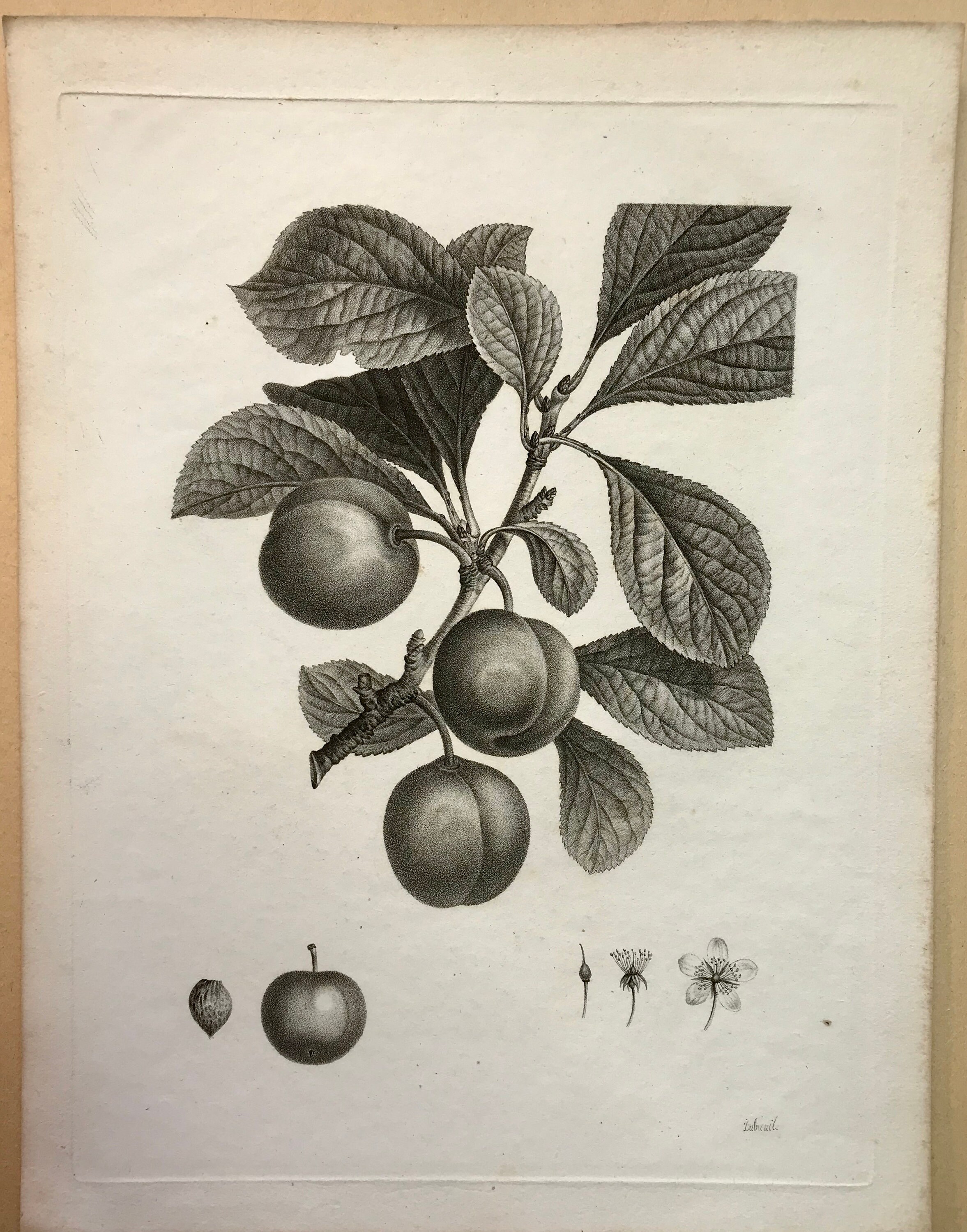 An Original 18th Century Engraving of a Plum Tree. With - Etsy
