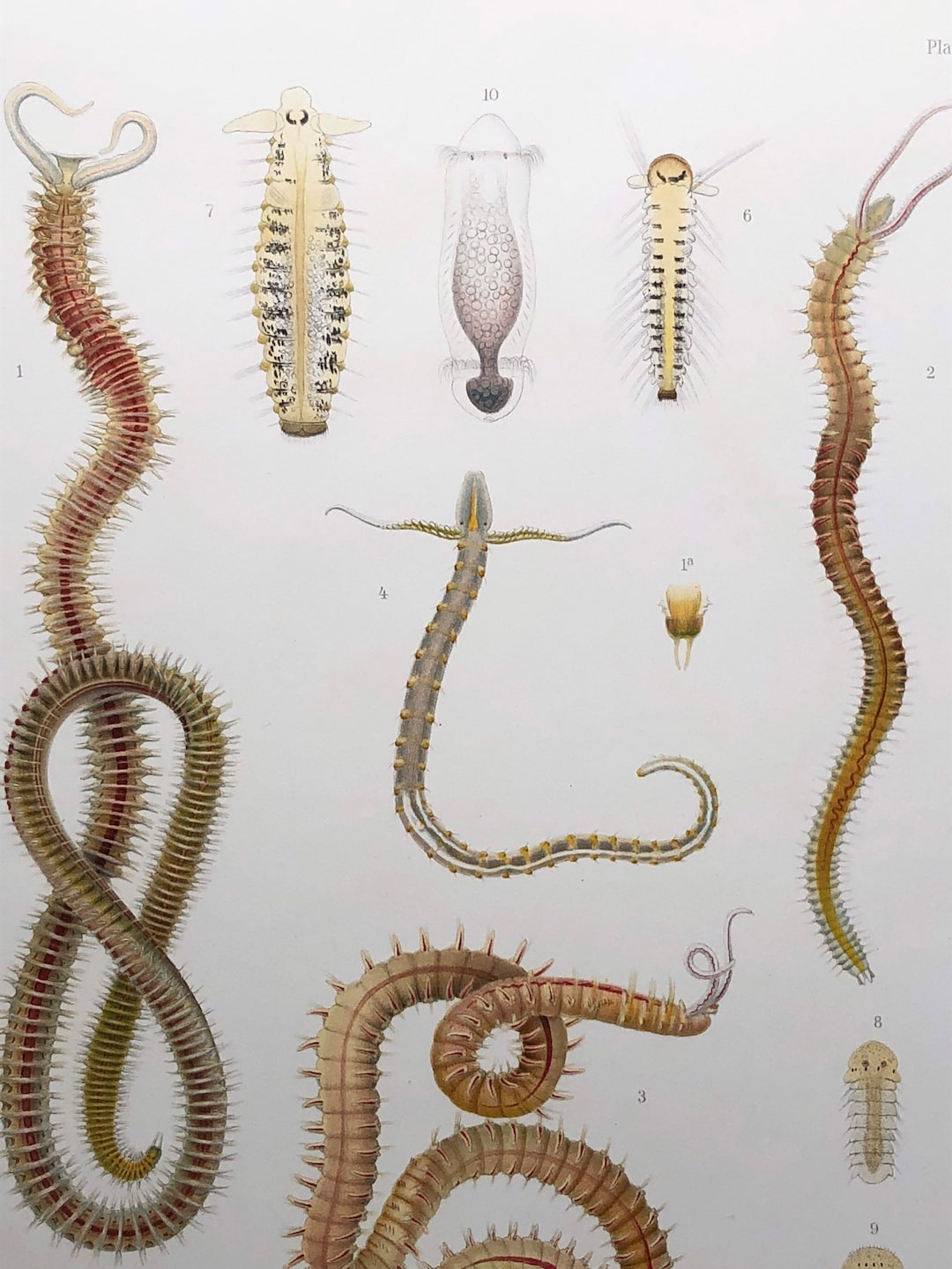 Polychaetes. Sea Worms. From A Monograph of British Marine Annelids ...