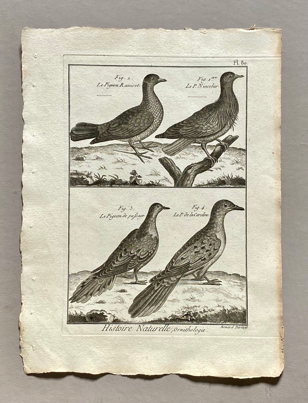 An Original Engraving of Birds by Bernard Direxit. Pigeon. Passenger ...