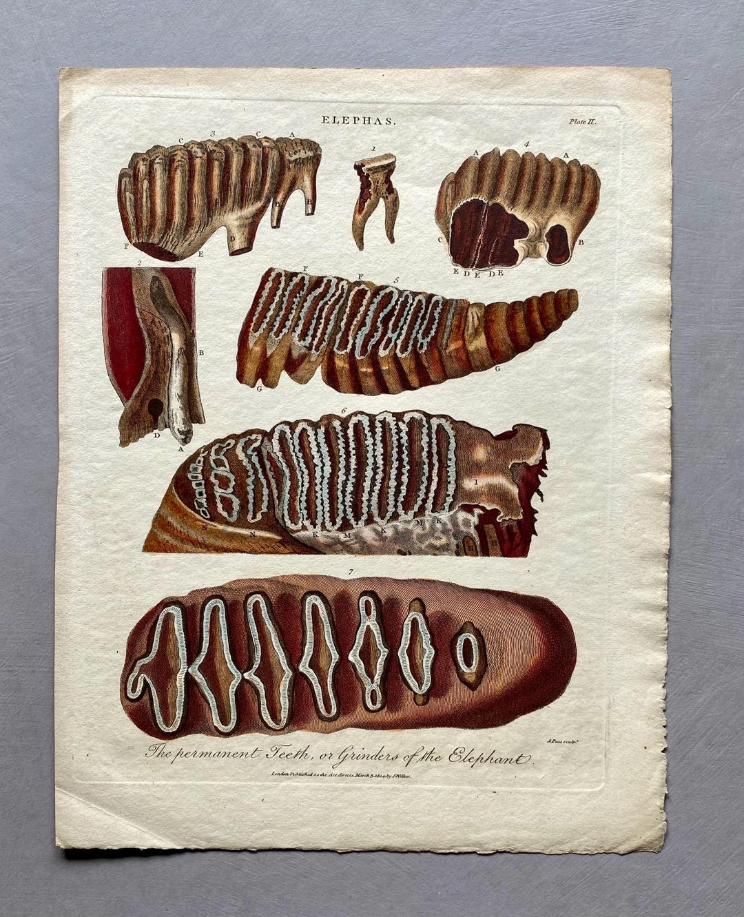 Elephas. Elephants Teeth. A Hand Coloured Antique Engraving. Dated 1804 ...